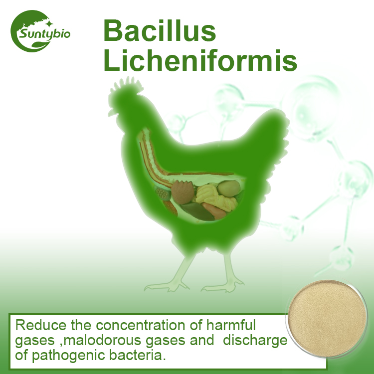 High concentration bacillus licheniformis for animal feed additives ...