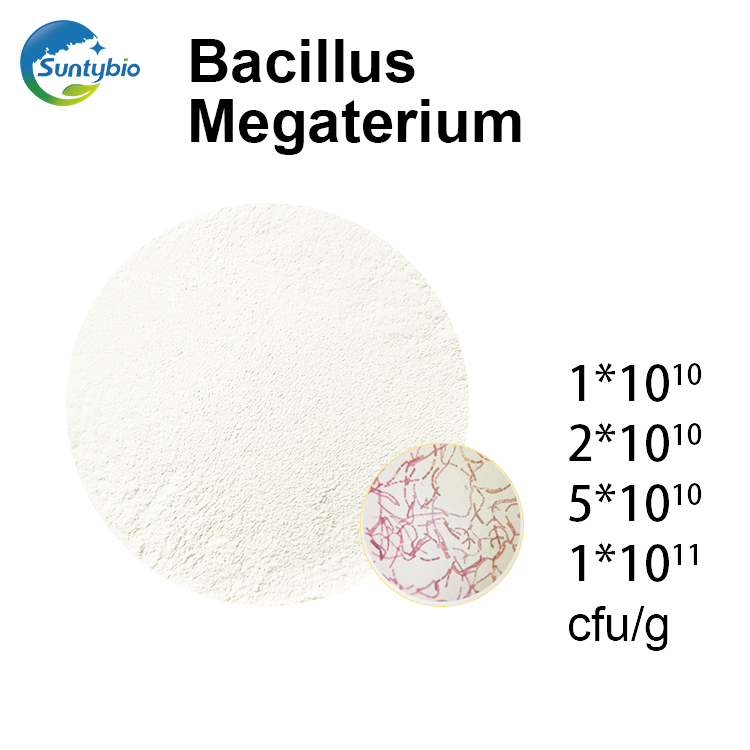 Bacillus megatherium