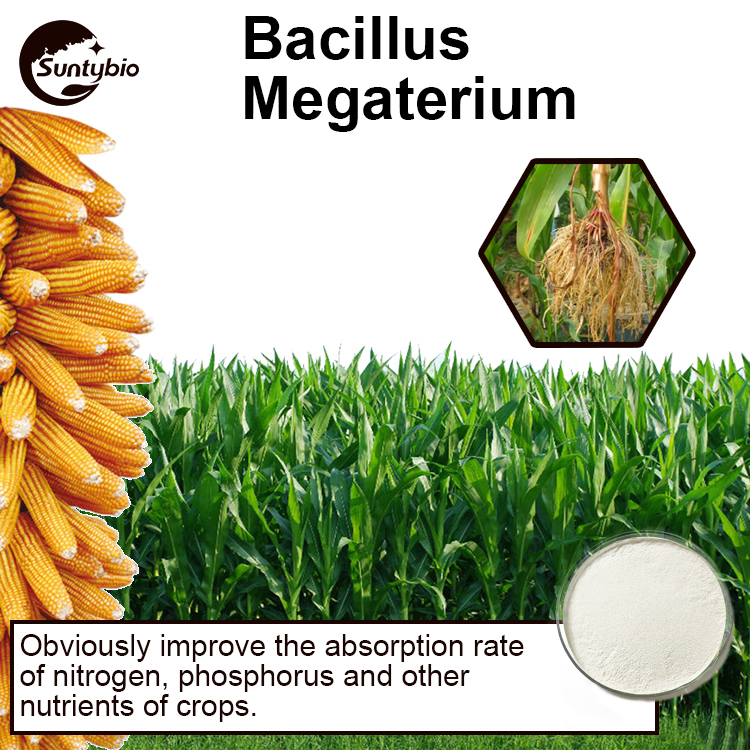 Bacillus megatherium