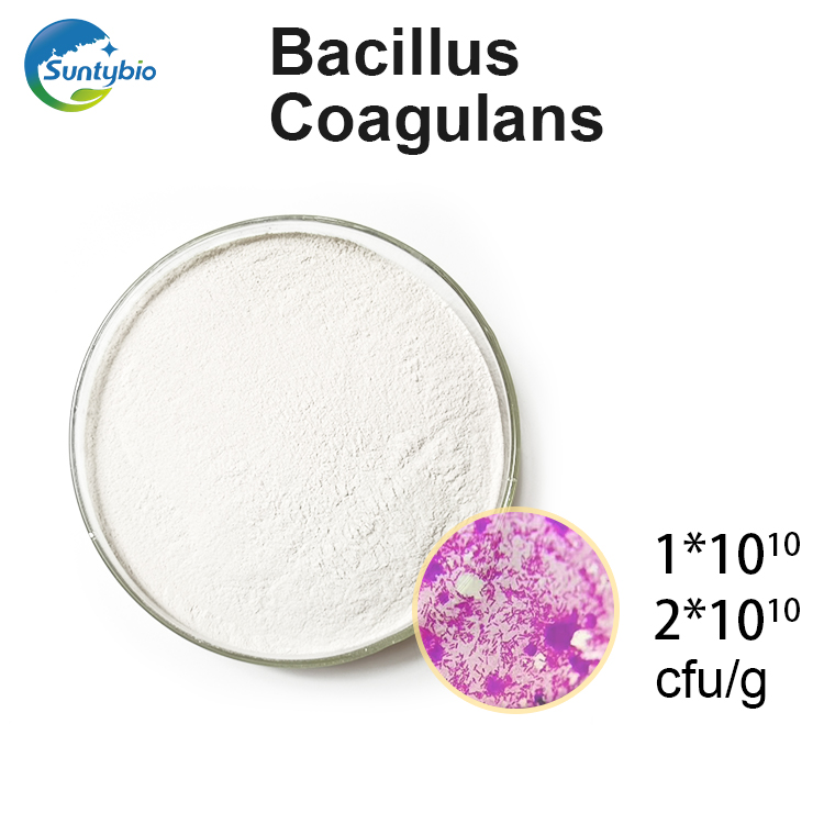 Bacillus coagulans