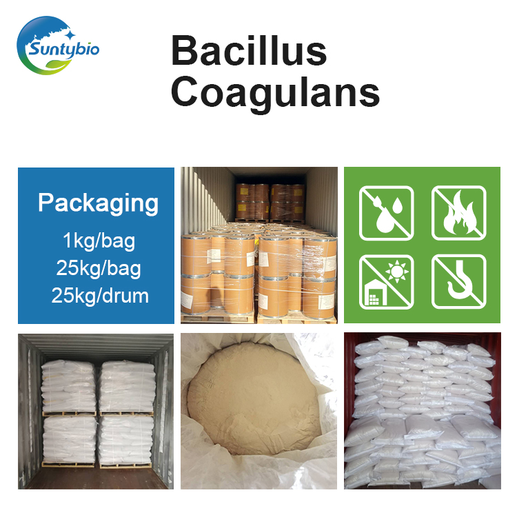Bacillus coagulans