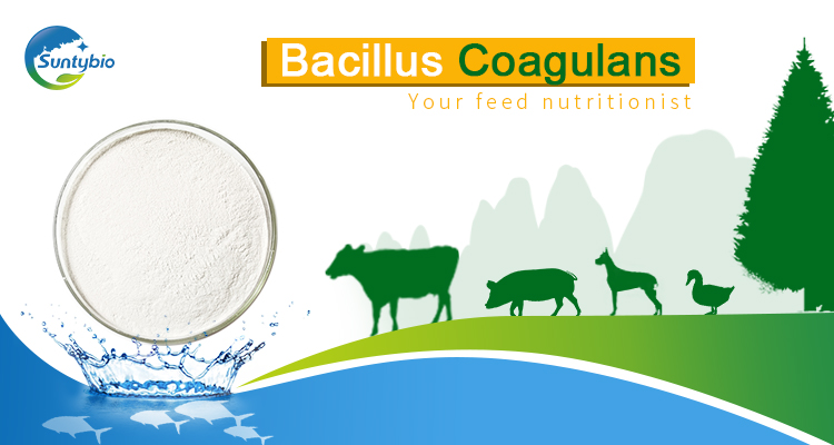 Bacillus coagulans