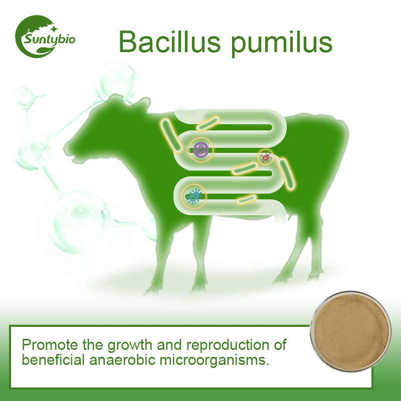 High Consentration Bacillus Pumilus For Animal Feed , Ariculture