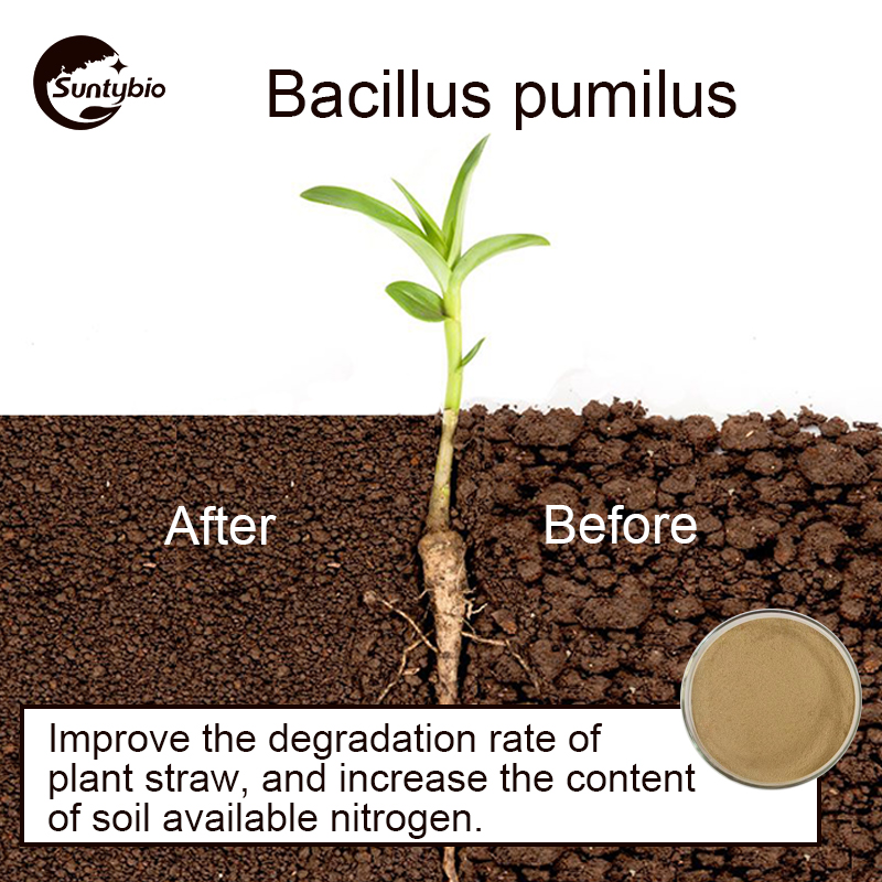 High Consentration Bacillus Pumilus For Animal Feed , Ariculture
