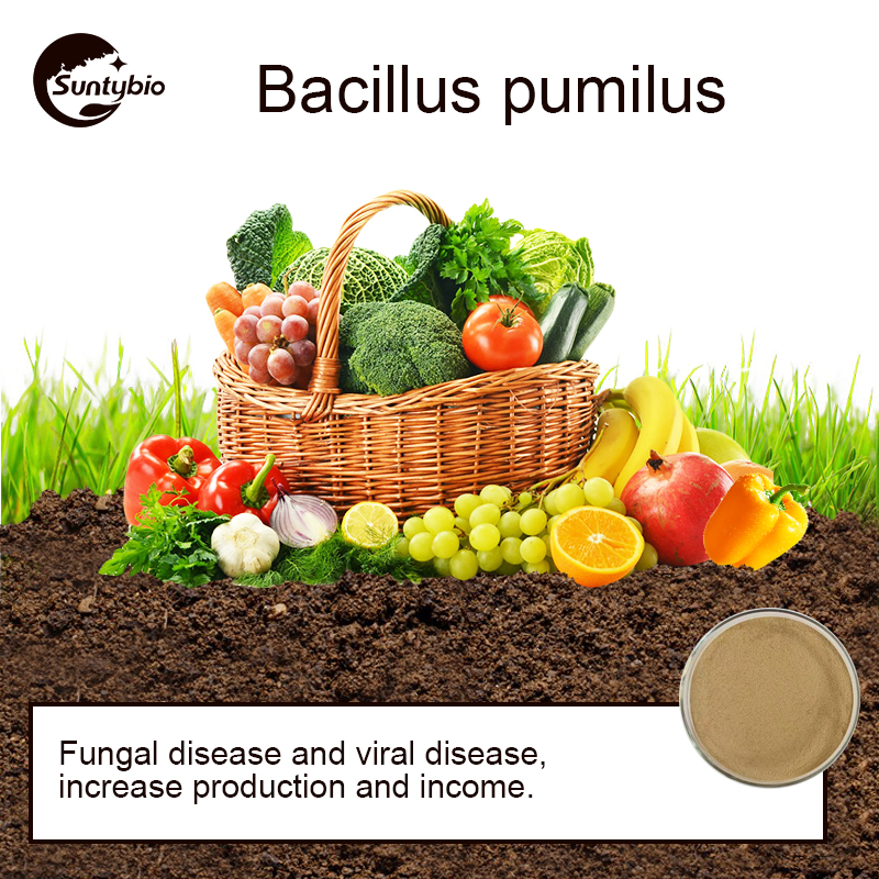 High Consentration Bacillus Pumilus For Animal Feed , Ariculture