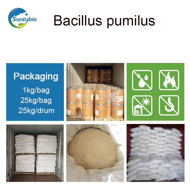 High Consentration Bacillus Pumilus For Animal Feed , Ariculture