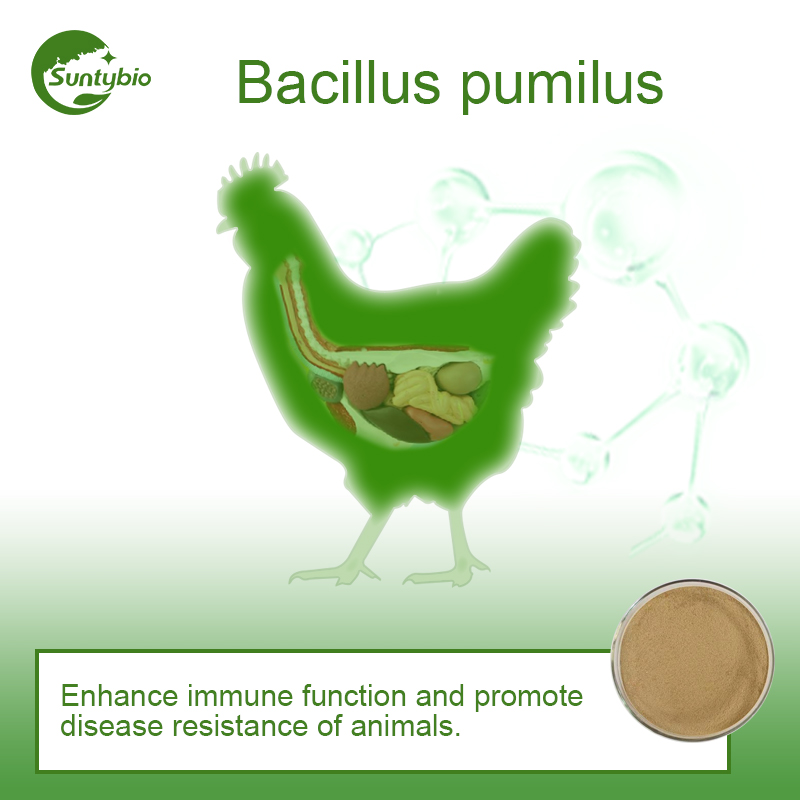 High Consentration Bacillus Pumilus For Animal Feed , Ariculture